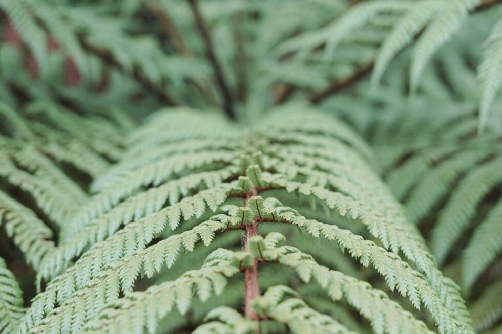 Te Roopu Taiao | MANA AHURIRI TRUST