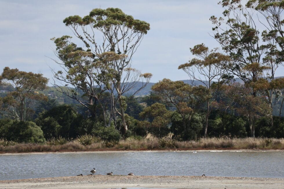 Te Roopu Taiao | MANA AHURIRI TRUST